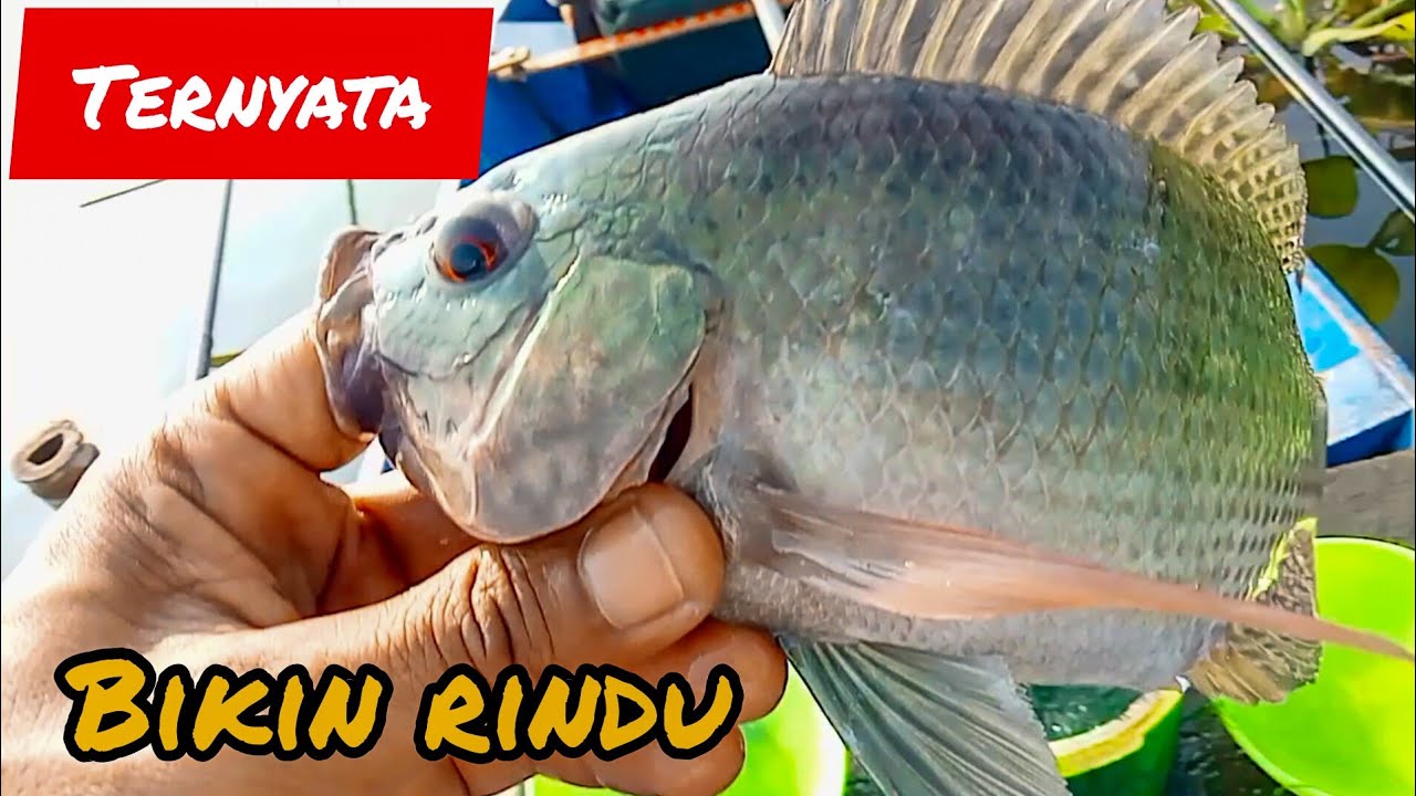 Tembak Dalam - YouTube