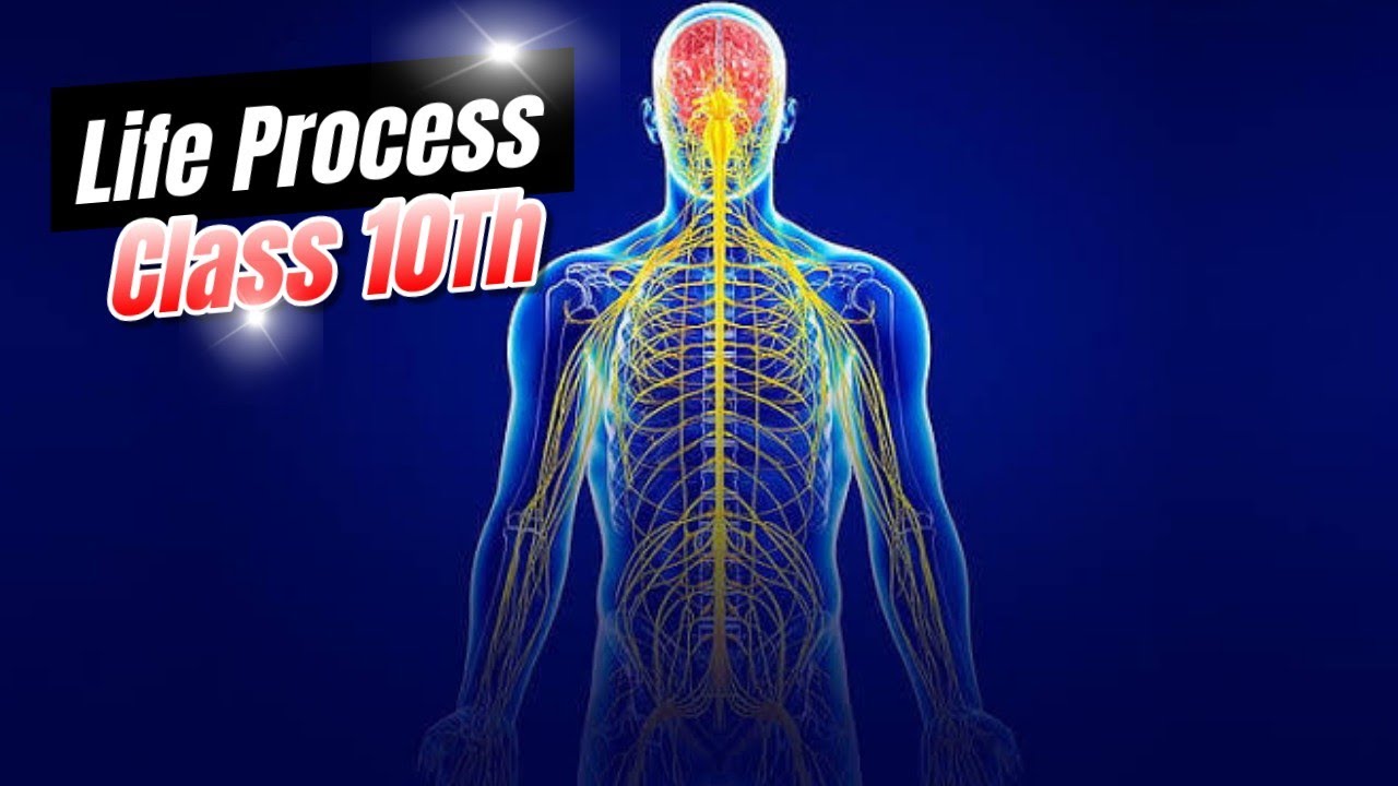 Life Process | Class 10th Science Ncert Animated Video | GENERATION-Z CLASSES - YouTube