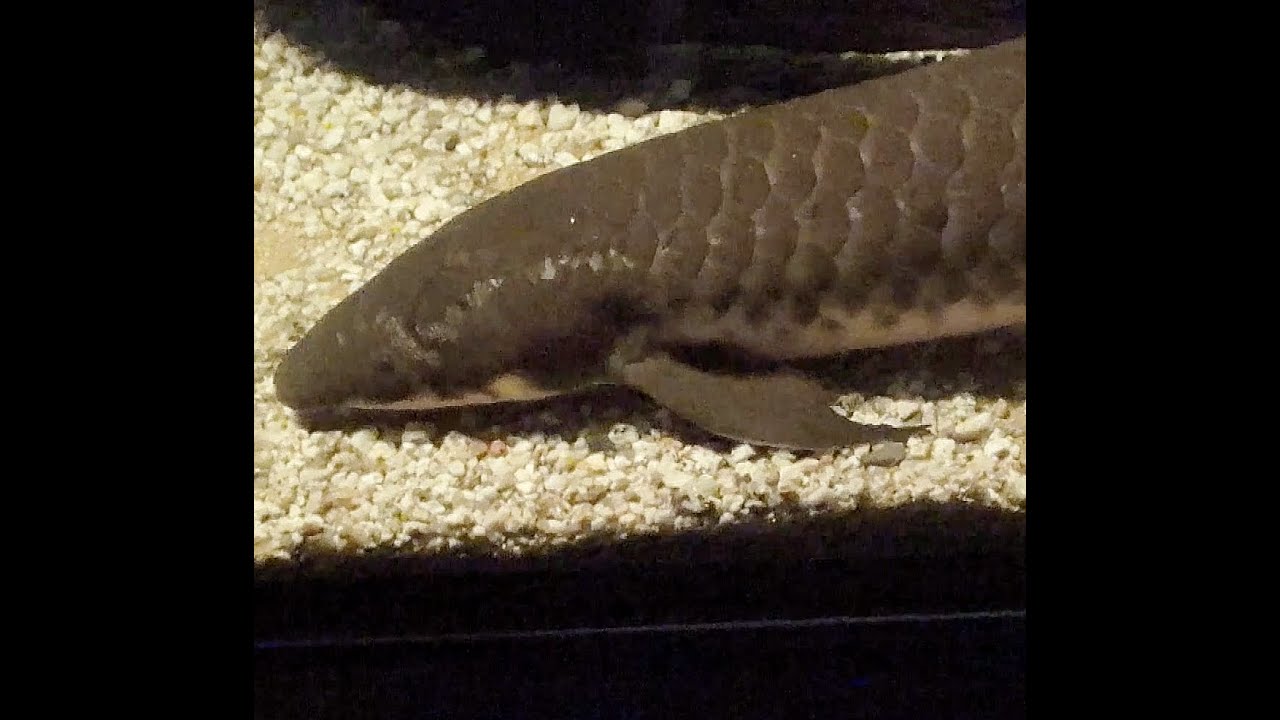 ネオケラトドゥス Queensland Lungfish Neoceratodus forsteri オーストラリアハイギョ - YouTube