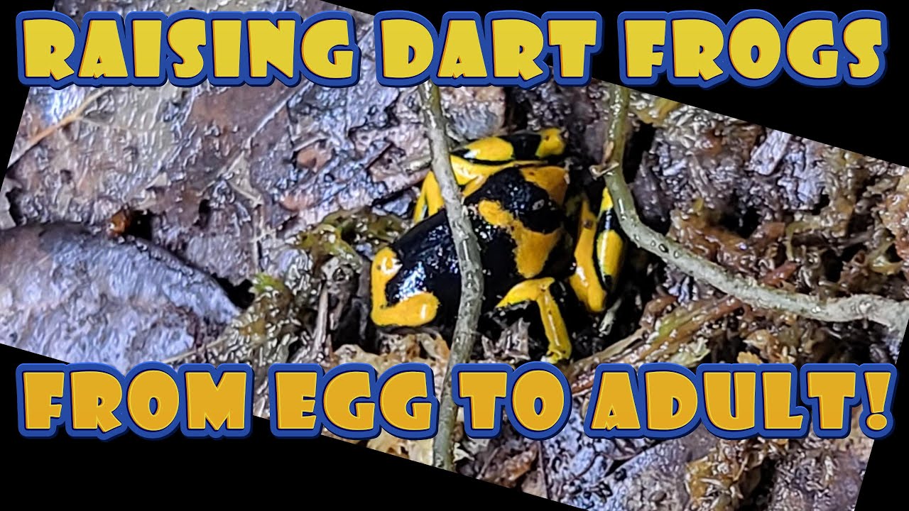 Yellow and Black Frogs: An Identification Guide (2024) - WonderLearning ...