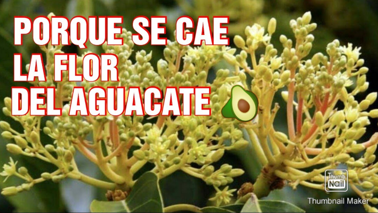 4 CLAVES efectivas para AUMENTAR la floración y cuaje de fruta en el ...