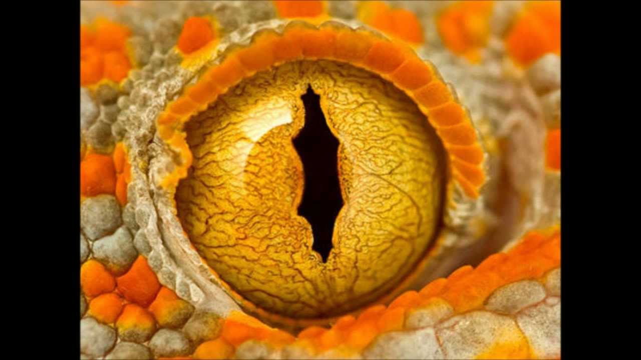 High magnification macro photography video part 2. enjoy - YouTube
