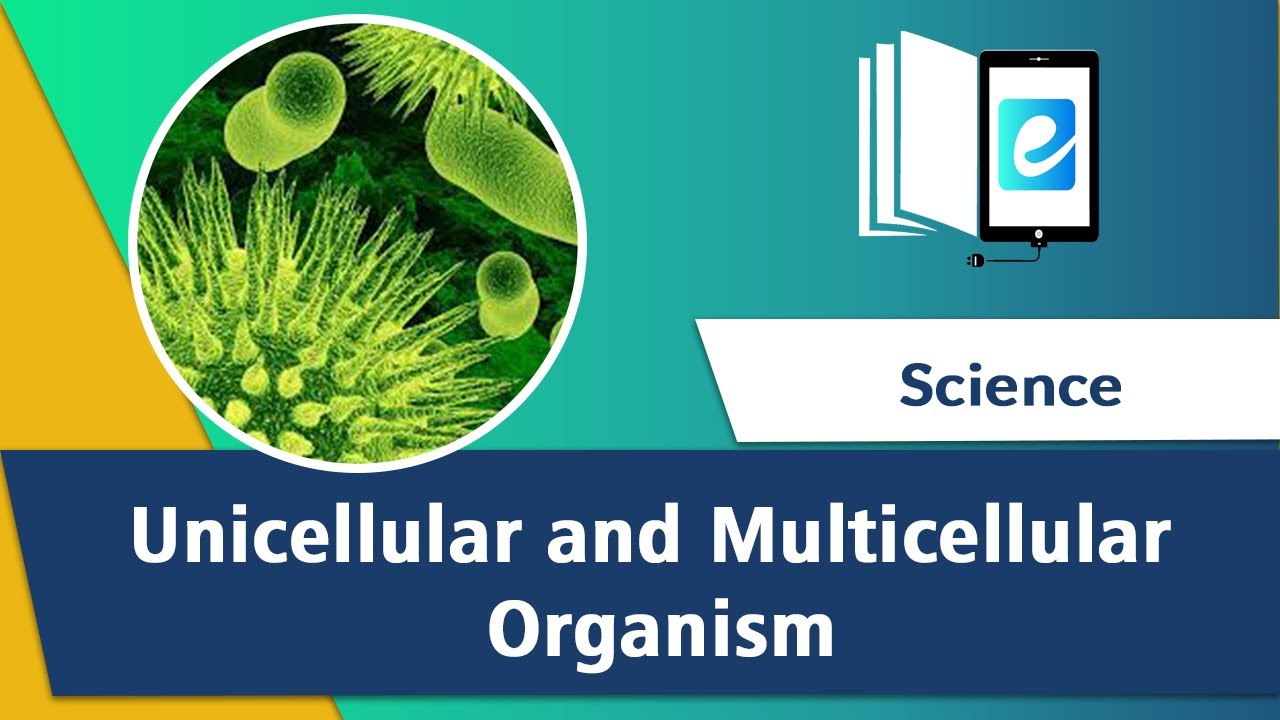 Science Unicellular And Multicellular Organisms For Kids Of Class 6 science-unicellular-and-multicellular-organisms-for-kids-of-class-6