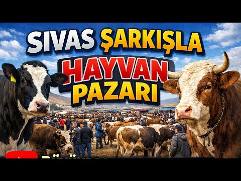 ŞARKIŞLA SİVAS HAYVAN PAZARI #şarkışla 
