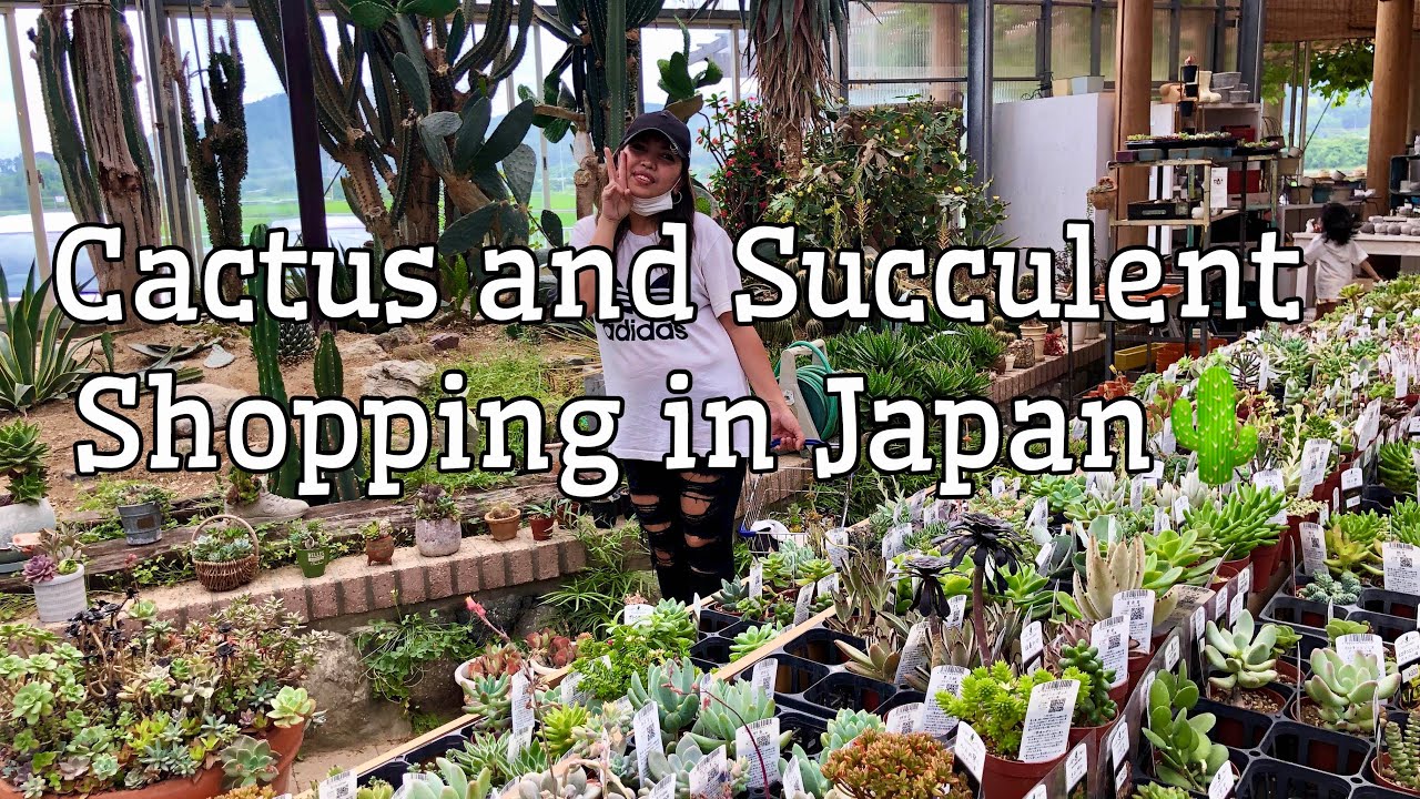 Succulents and Cactus Shopping in Japan - YouTube