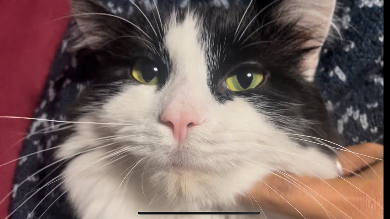 Patty cat happy cat! - YouTube