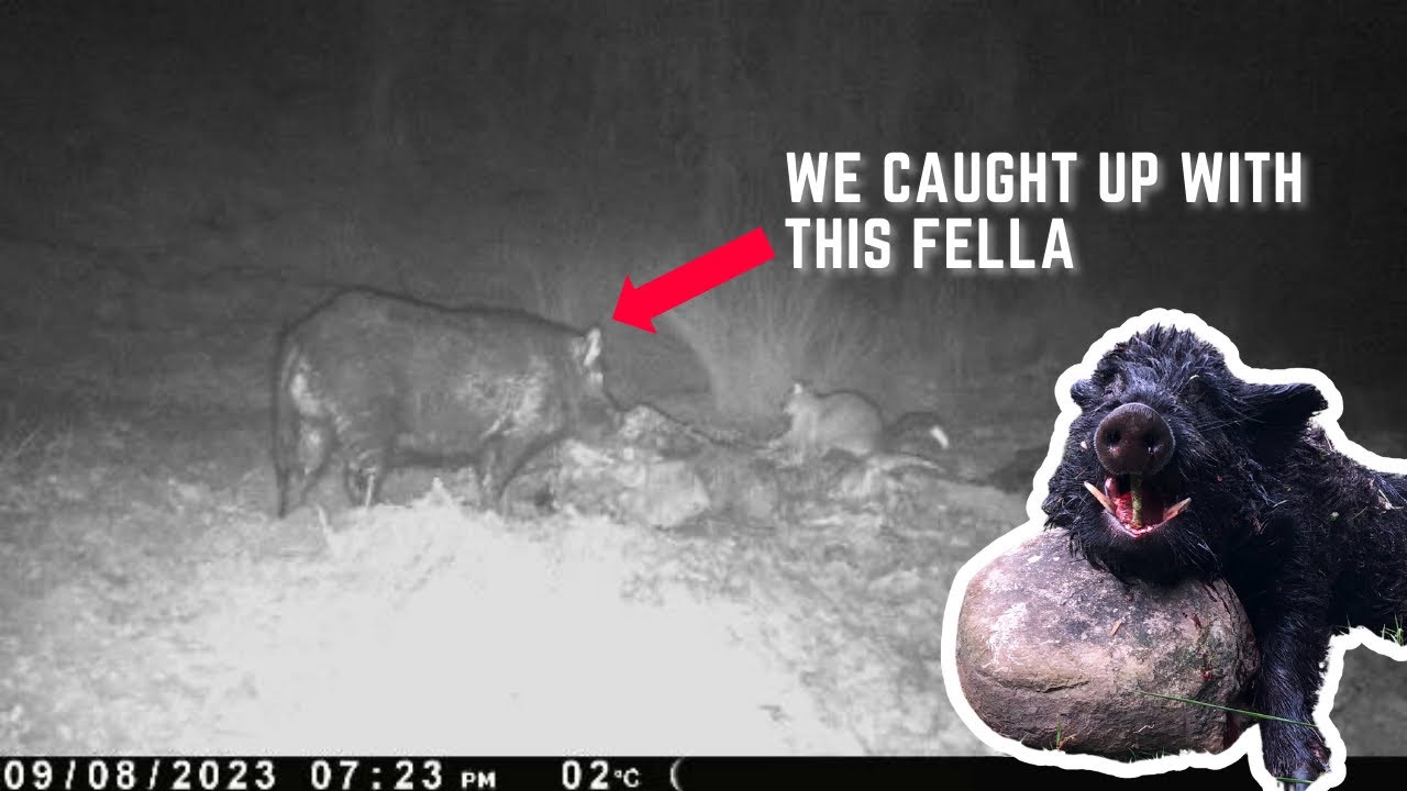 SOLO BOAR with the 3 girls// Pig Hunting NZ - YouTube