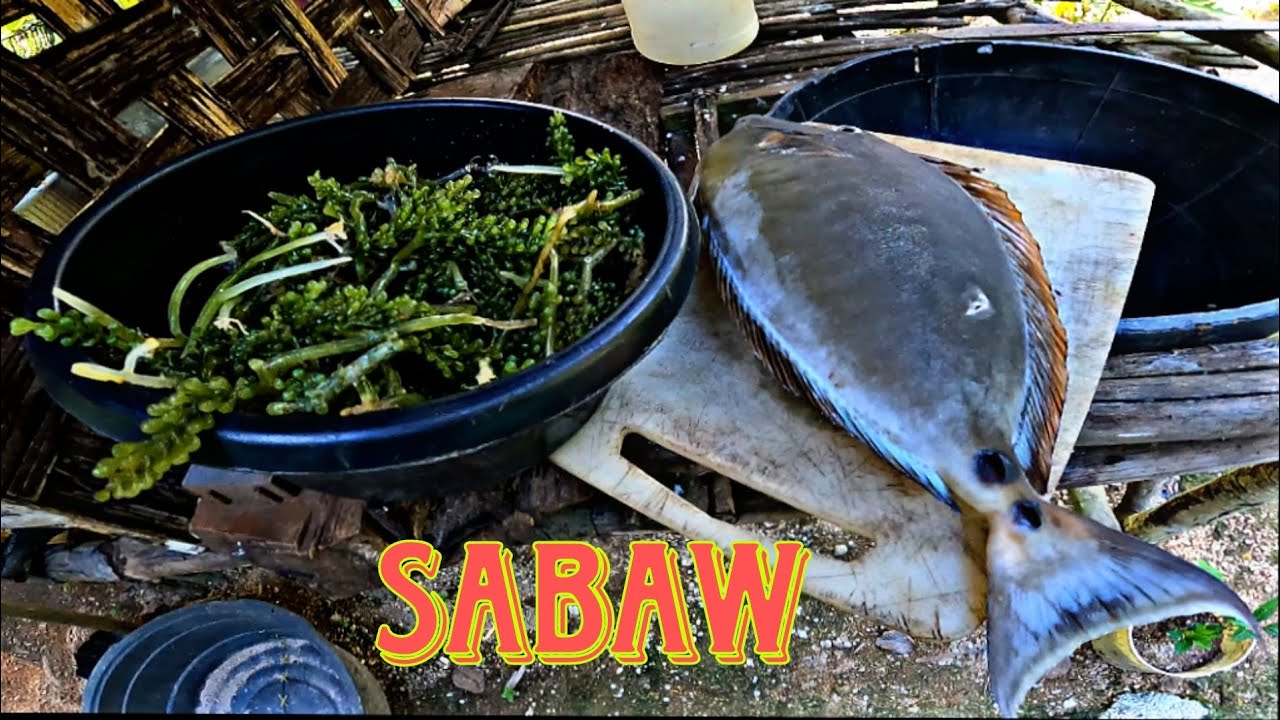 Surahan+sea grapes 🤑🥰😋#catchandcook #spearfishingadventures - YouTube