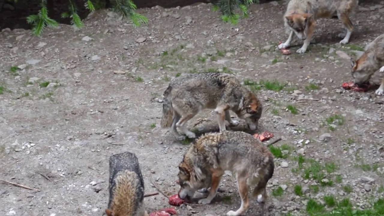 Lobos comiendo en el Park Alpha Loup - YouTube