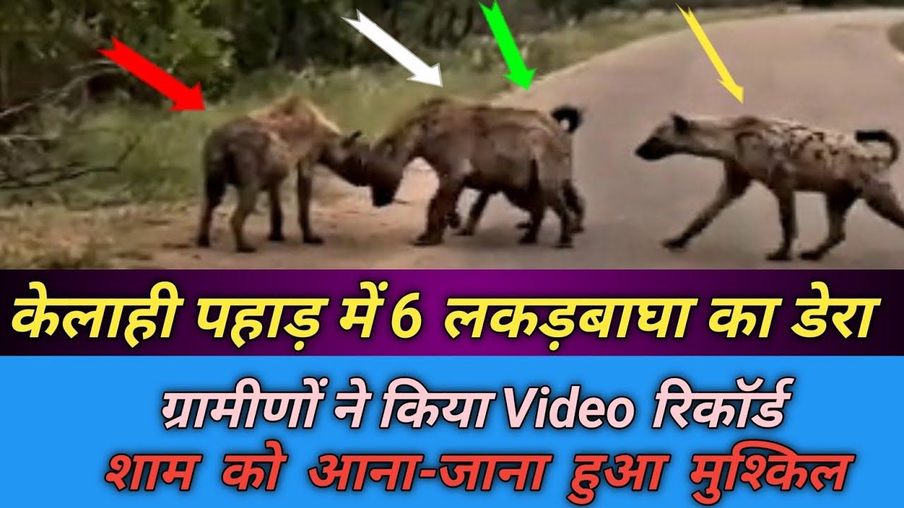 Kelahi Pahar Me 6 लकड़बाघा Ka Dera || Gramino Ne Kiya Video Record ...