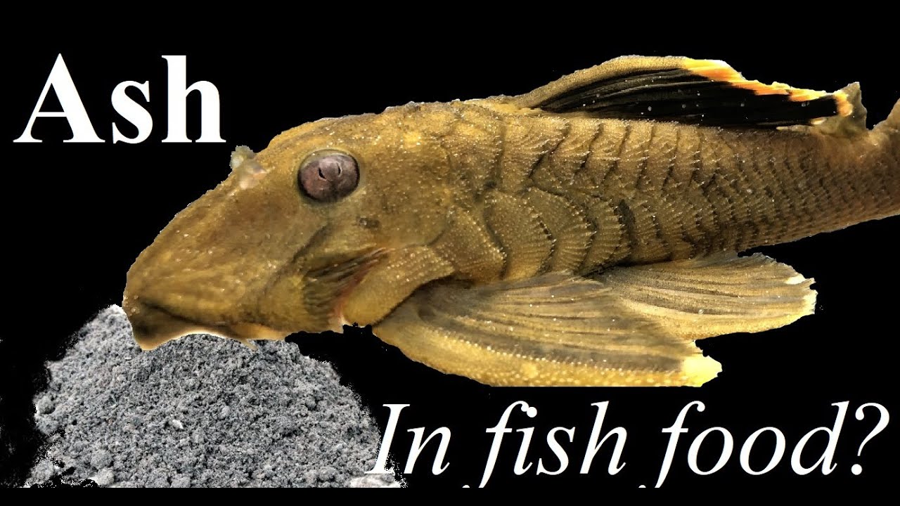 Ash, it's in fish food? Should I use it? #lnumber #pleco #loricariidae ...