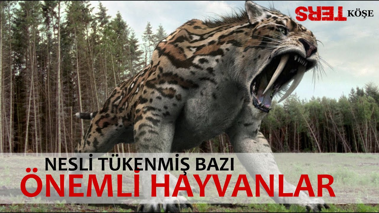 Bir zamanlar Dünya'da var olan ancak günümüzde artık yaşamayan ...