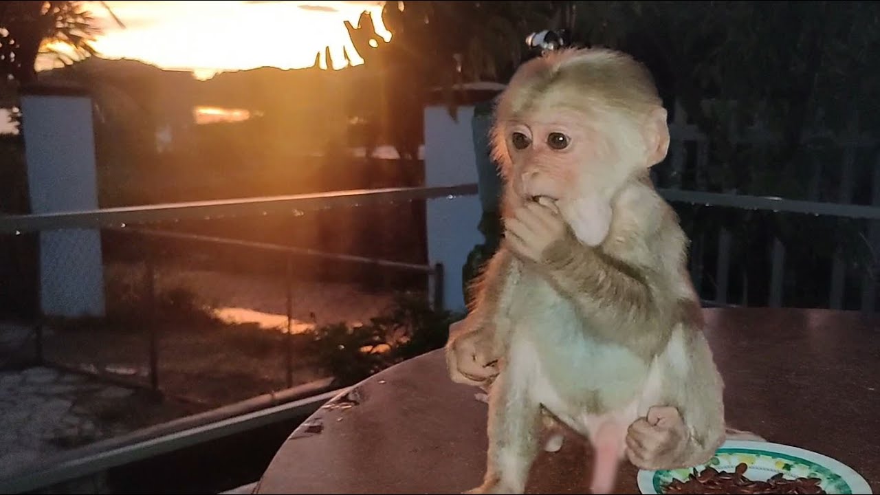 Monkey Bob and Dad happily admire the strange natural phenomenon - YouTube