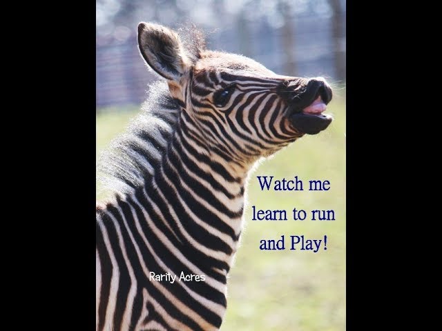 Funny Zebra Quotes Wholesale Funny Zebra For Your Shop – Faire UK