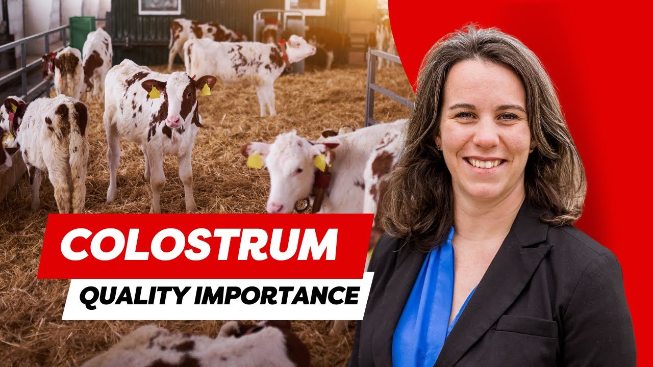 Dr. Gail Carpenter: Calf Dairy Nutrition Updates - YouTube