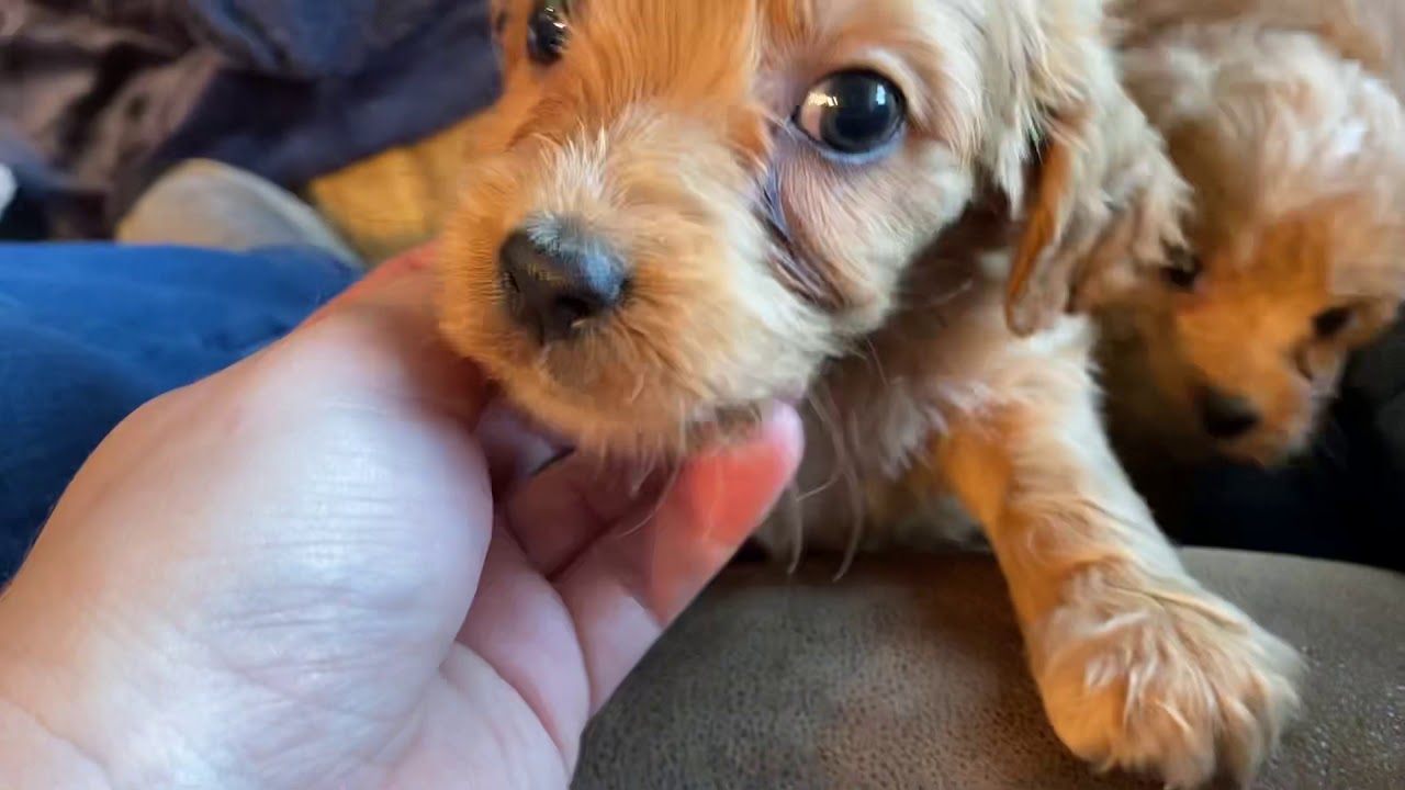 Ricky and Roscoe F1 cavapoos - YouTube