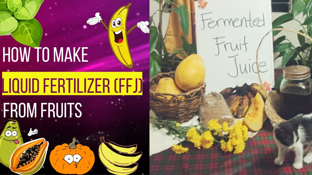 HOW I MAKE FFJ: A HOMEMADE FOLIAR FERTILIZER - YouTube