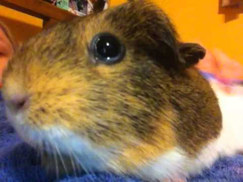 Happy Guinea Pig Sounds - YouTube
