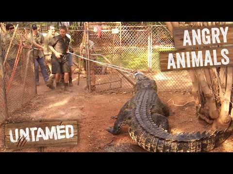 Top 5 Rangers VS Aggressive Wild Animal Moments