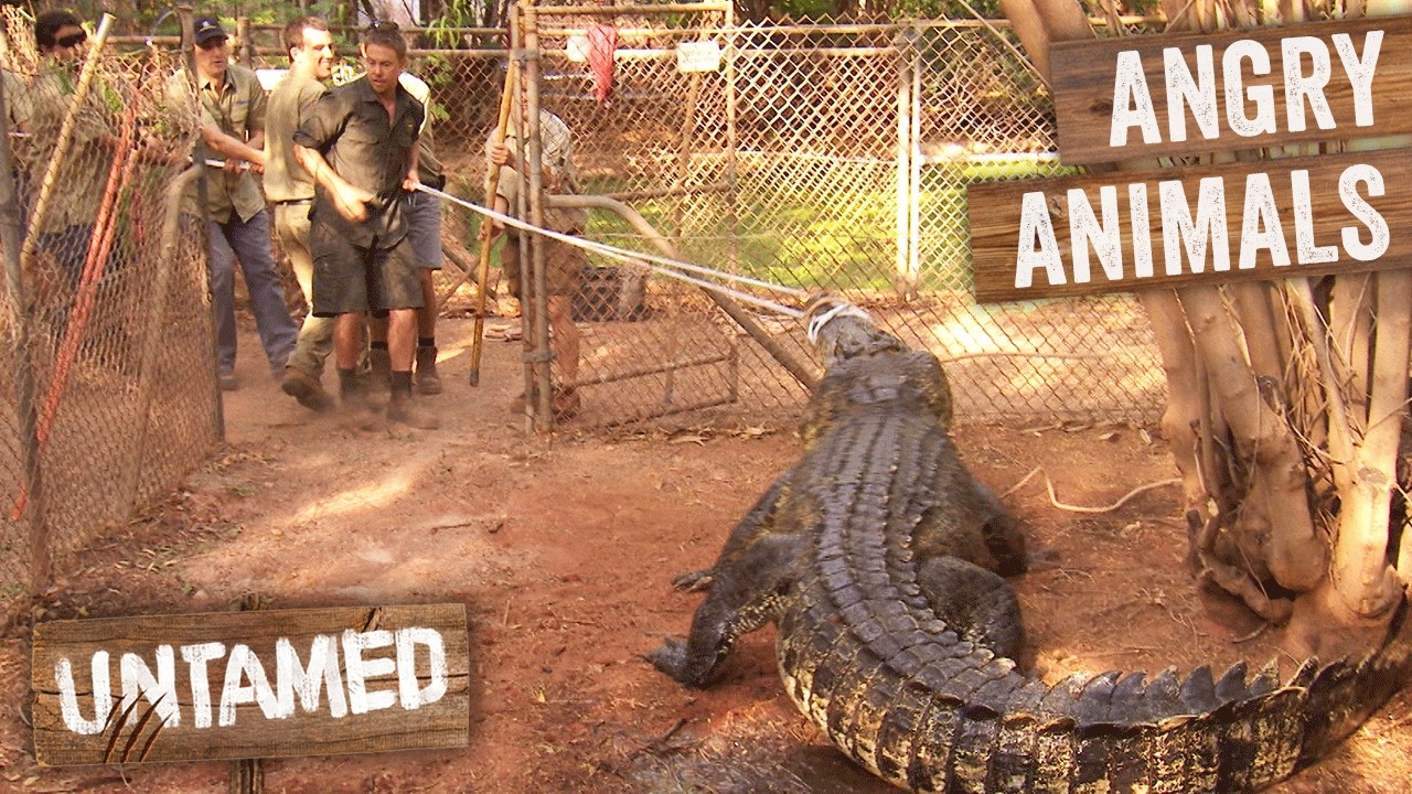 Angry Wild Animals Animals Gone Wild" Angry Giants (TV Episode 2016)