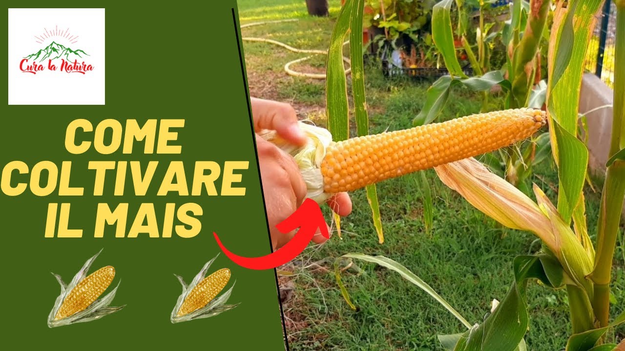 Come Coltivare Il MAIS - YouTube