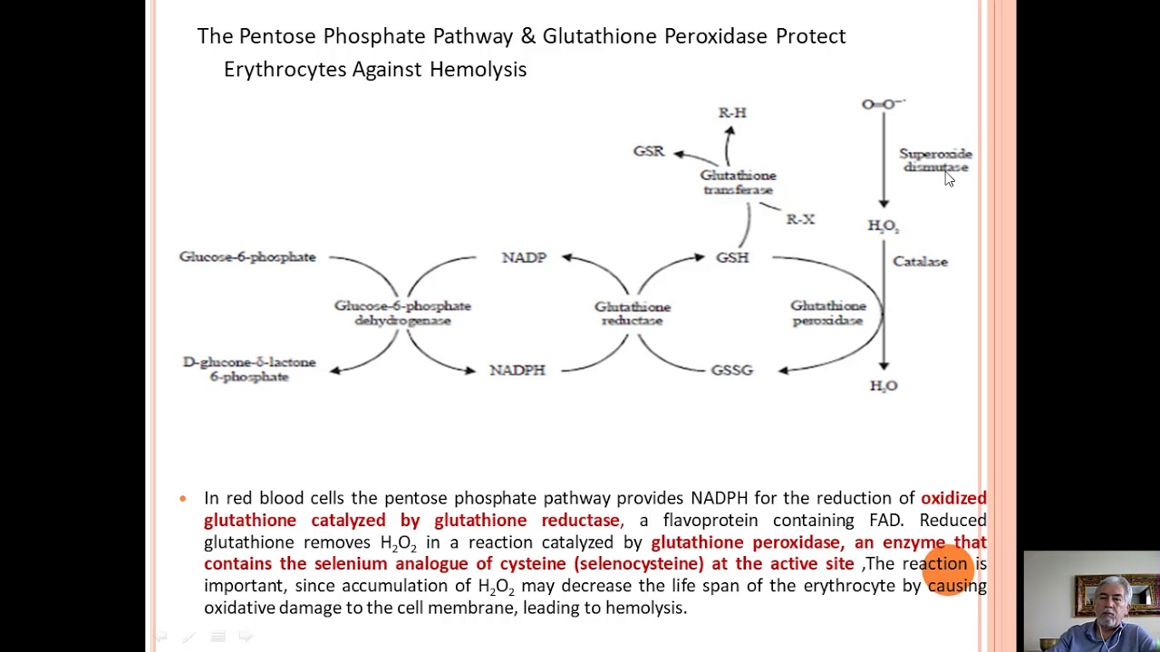 The Pentose Phosphate Pathway - YouTube