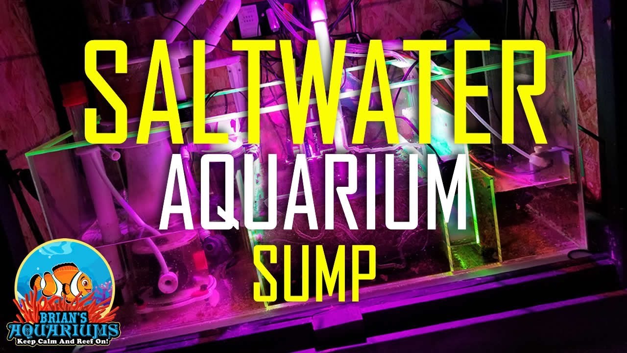 How I Setup my Sump for a Saltwater Aquarium - YouTube