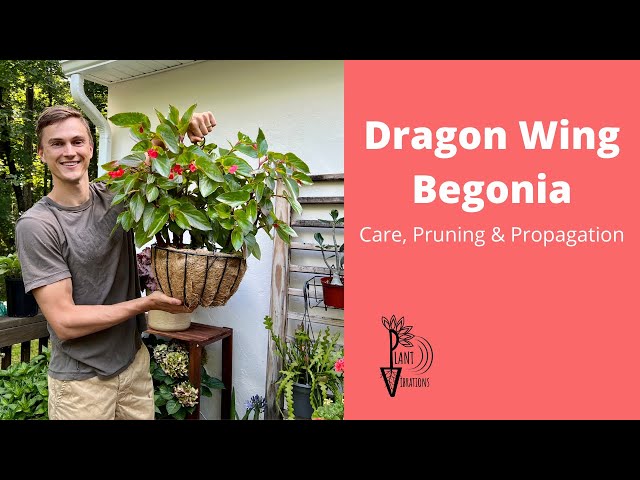 Dragon Wing Begonia White Begonia Baby Wing White – Cape Garden