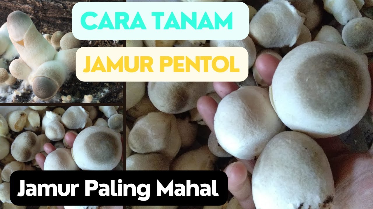 Rahasia Proses Membuat Jamur Pentol yang Mudah untuk Dimasak di Rumah ...