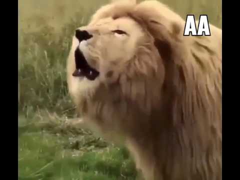 Crazy lion 3 Subscribers special - YouTube