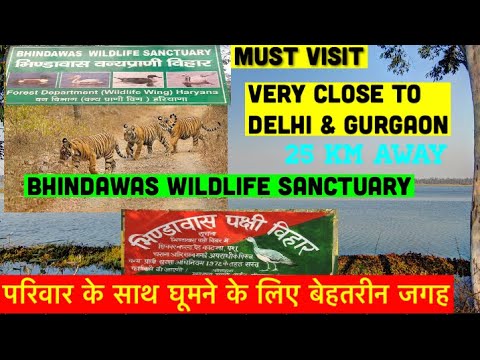Bhindawas Bird 🦅 Sanctuary | Bhindawas Wildlife Sanctuary | Bhindawas ...