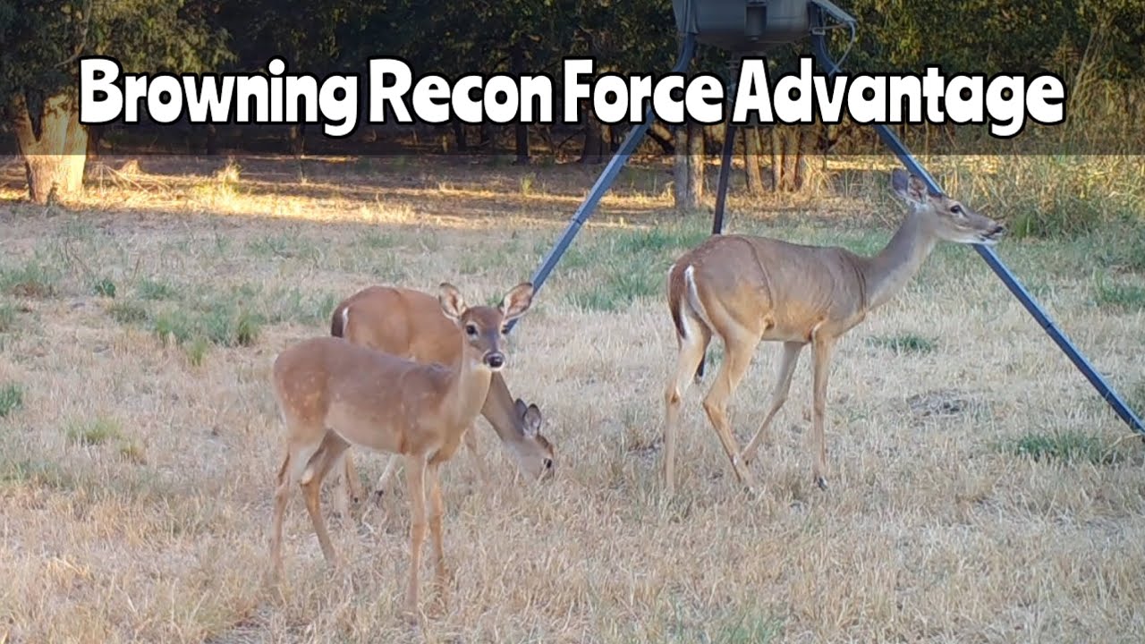 Deer Feeder #1: Browning Recon Force Advantage Trail Cam Oct. 1, 2024 ...