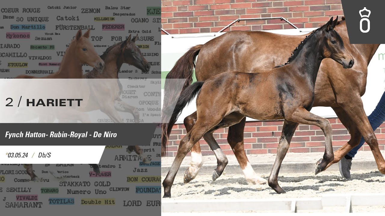 2 Hariett - 35. Elite Fohlenauktion 2024 - YouTube
