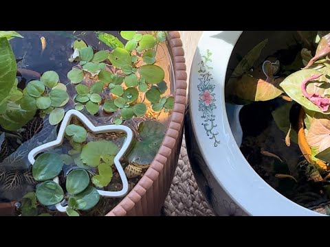 guppies & japanese medaka (rice fish) in plant pots. - YouTube