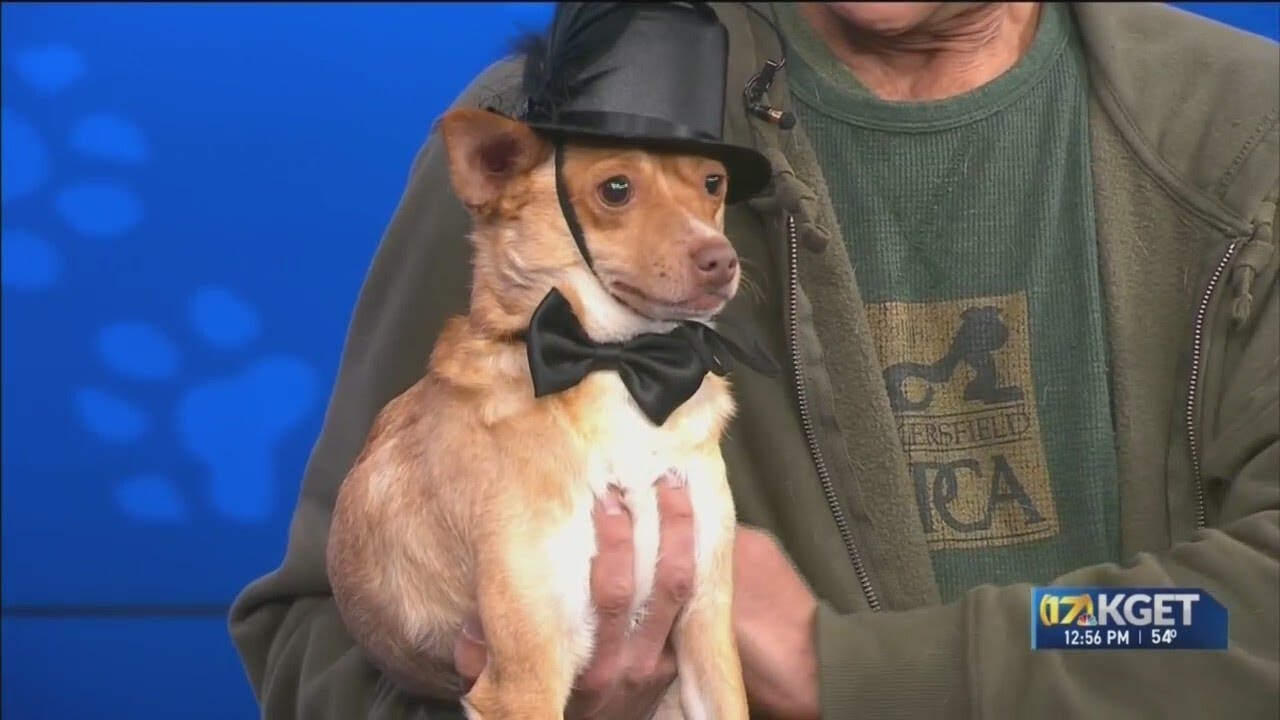 Pet of the Week: Benny - YouTube