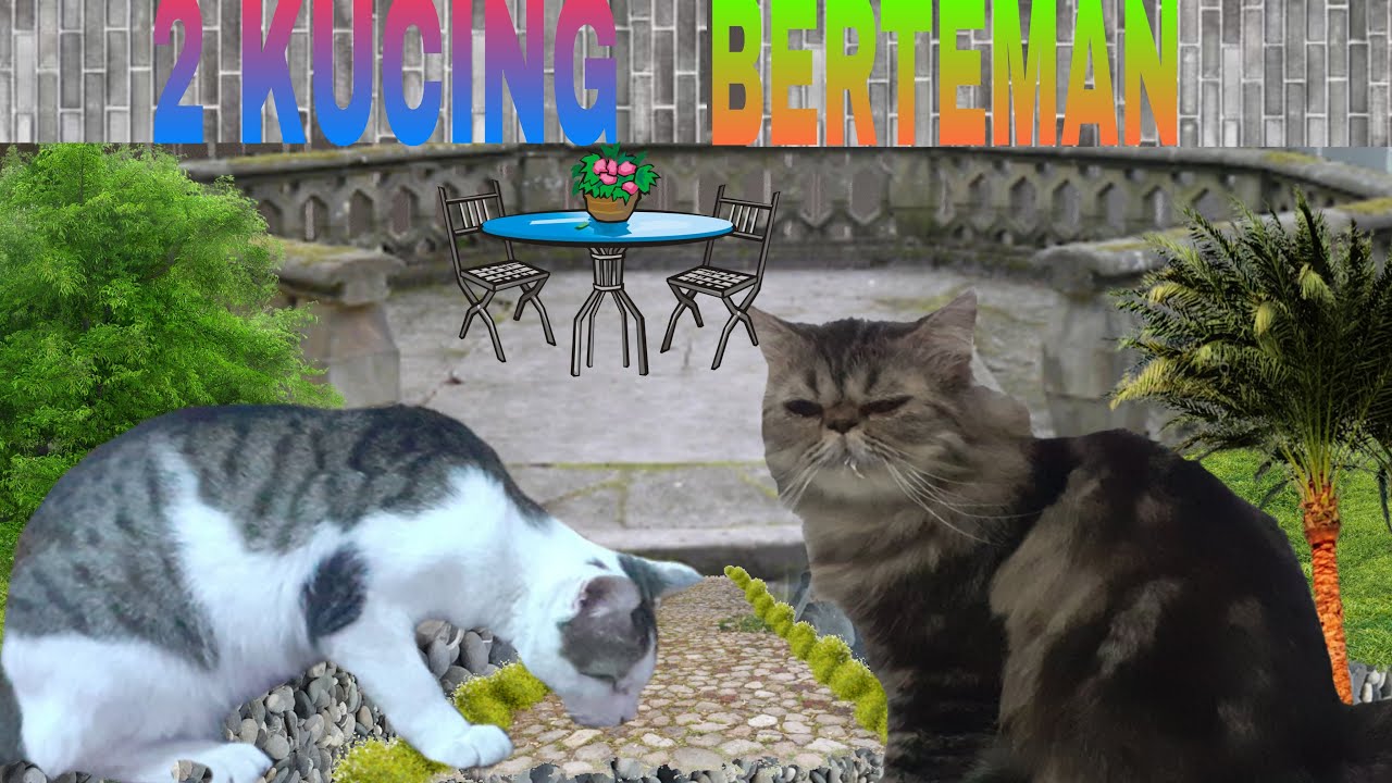 2 KUCING BERTEMAN - YouTube