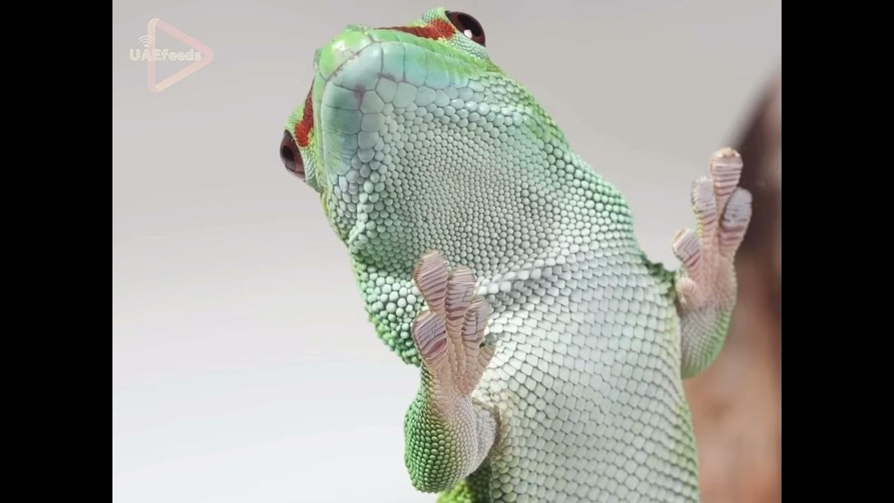 New species of Gliding Gecko discovered in India #shorts - YouTube