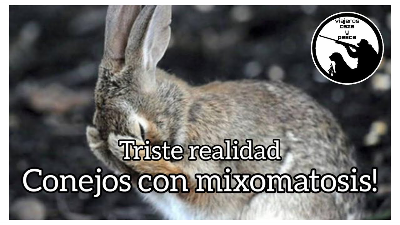 Conejos con mixomatosis, control plaga de conejos! - YouTube