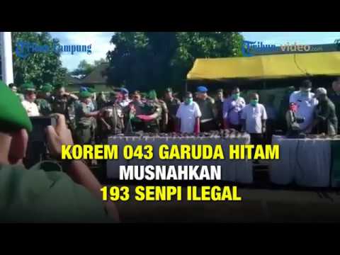 KOREM 043 GARUDA HITAM MUSNAHKAN 193 SENPI ILEGAL - YouTube