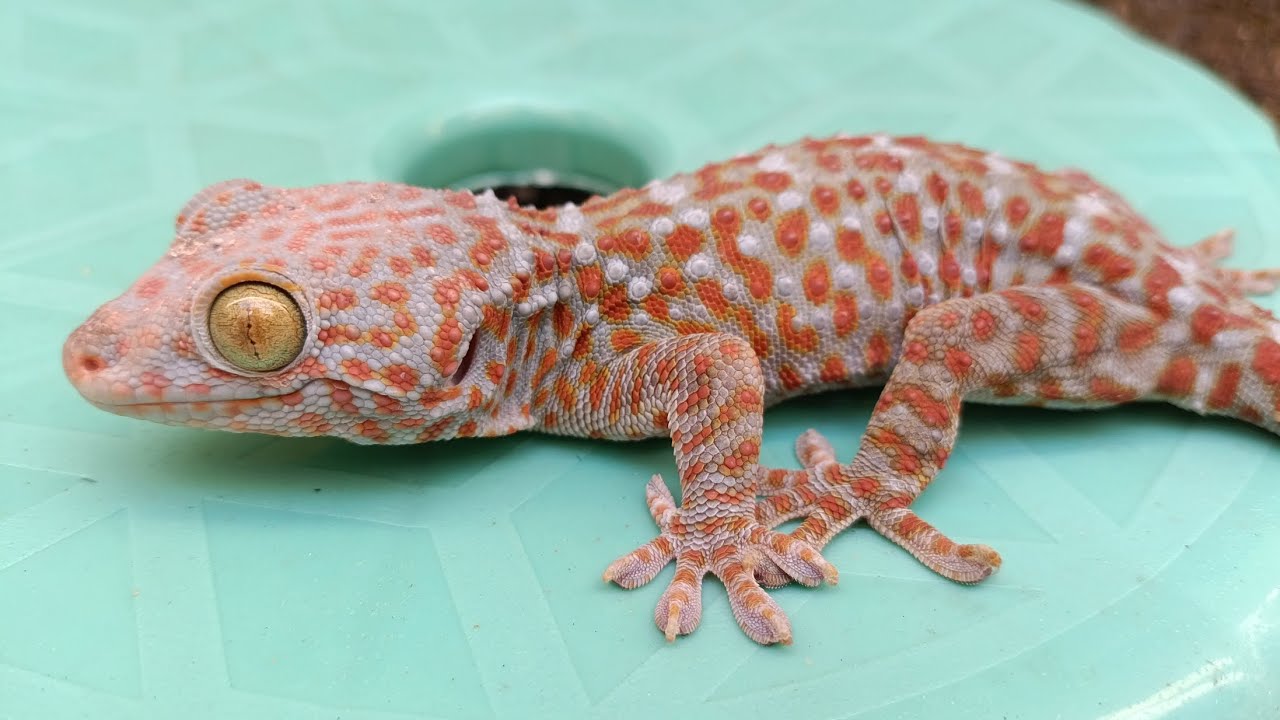con tắc kè 🦎🍀🦎🍀🦎 gecko lizard - YouTube