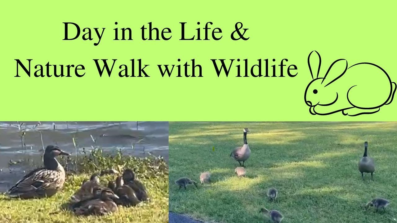 Day in the life and nature walk - baby animals! - YouTube