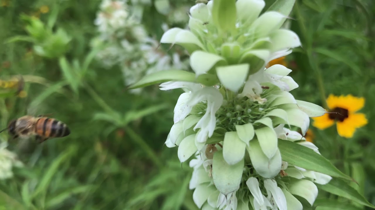 the nectar guide - YouTube