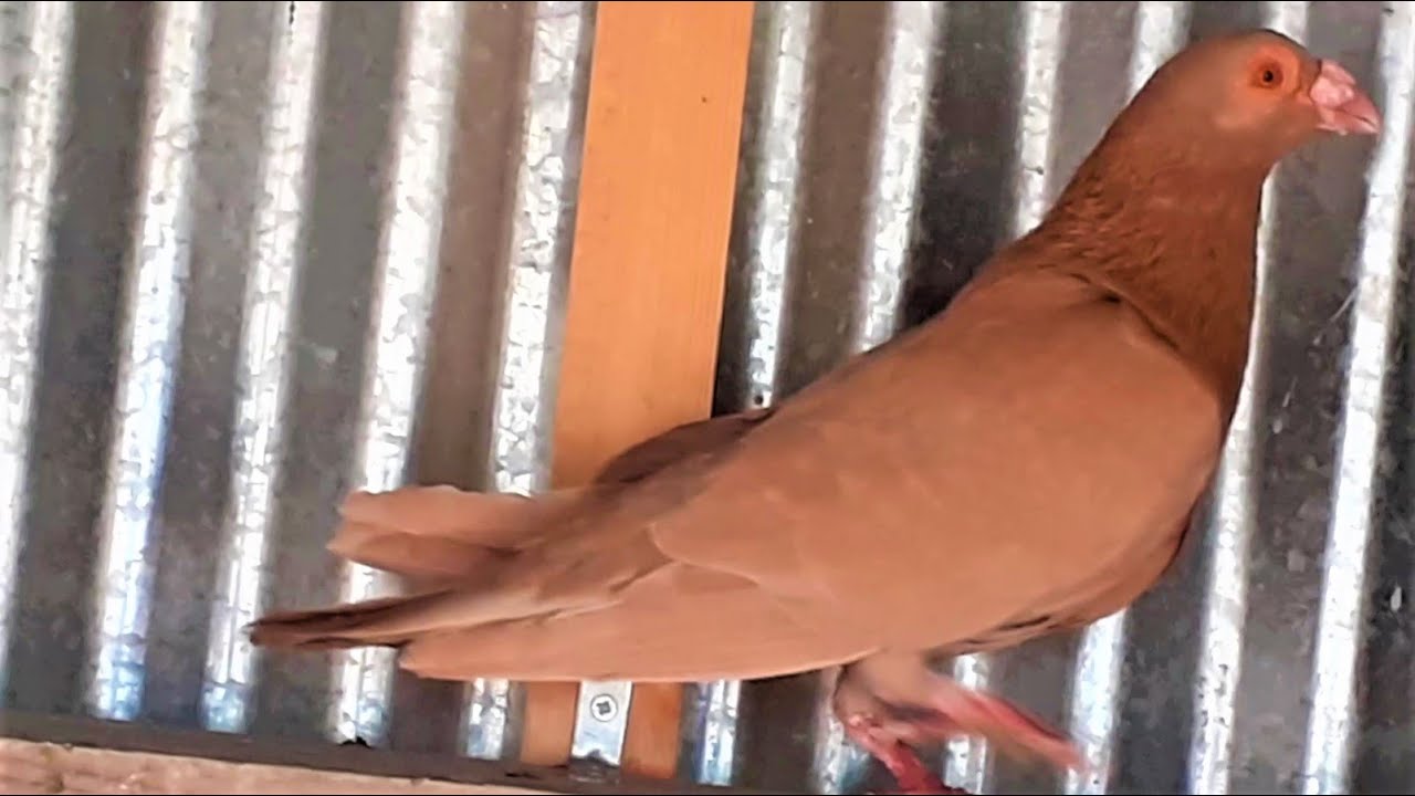 DRAGON PIGEON YELLOW - YouTube