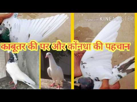 काबूतर का पर और कोंनधा की पहचान || Kabutar ka par aur kondha || pigeon ...