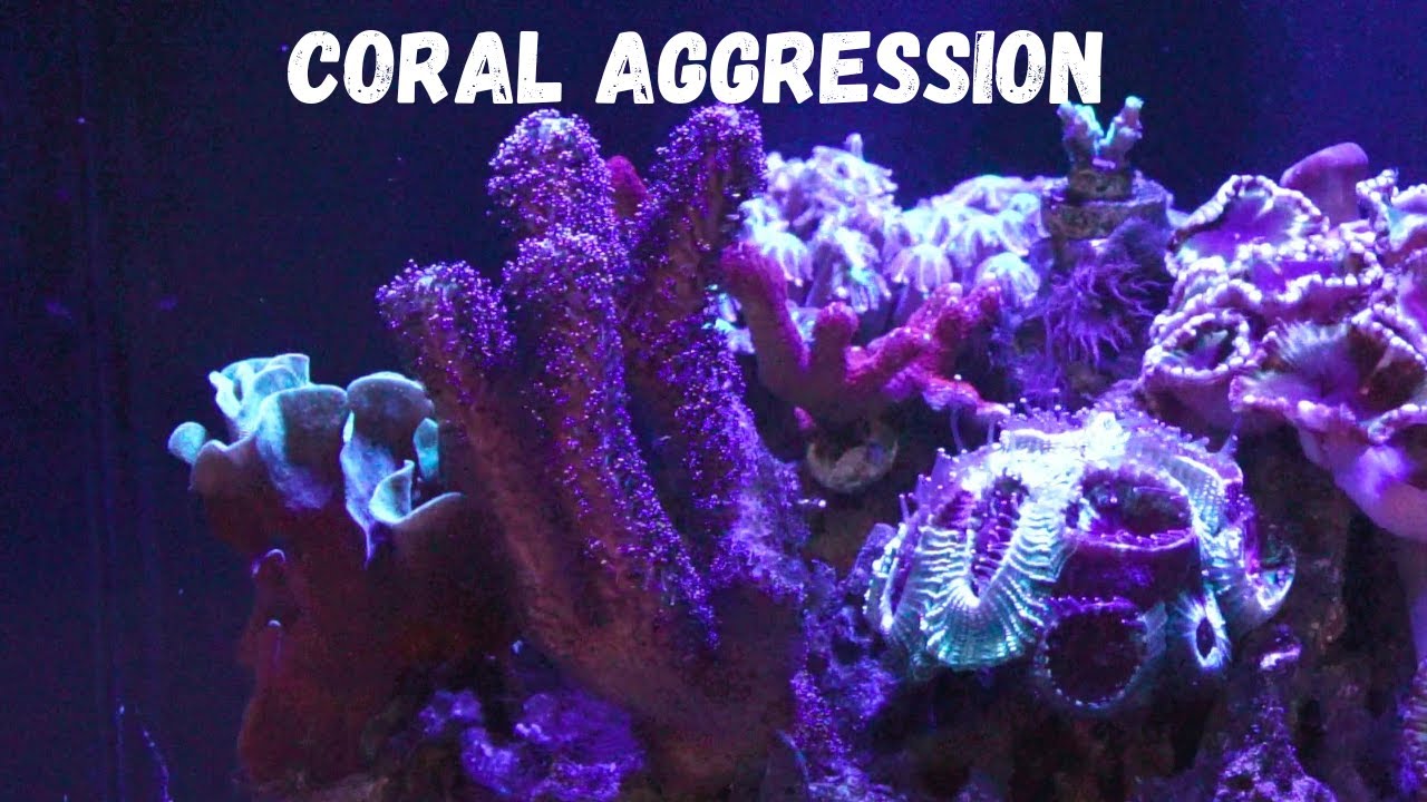 What is Coral Aggression? - YouTube