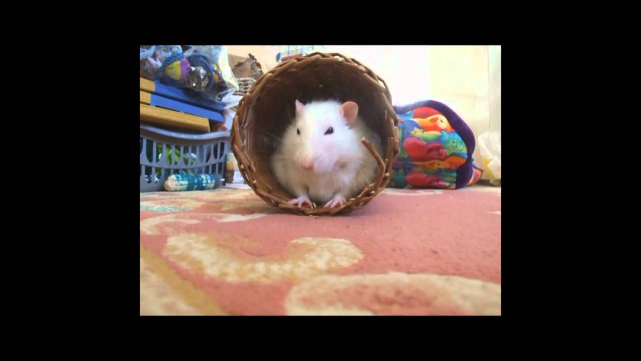 Epic Rat Yawn - YouTube