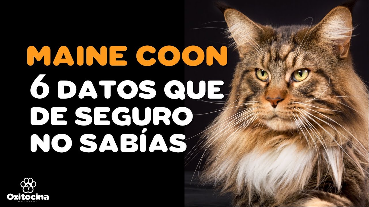 MAINE COON: 6 COSAS que debes SABER - YouTube