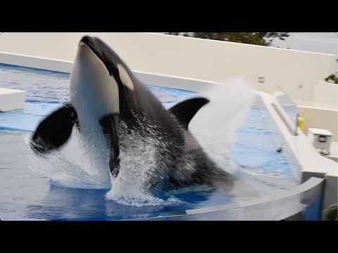 Killer Whale Zoomies- Kobe Suma Sea World - March 8, 2025 - YouTube
