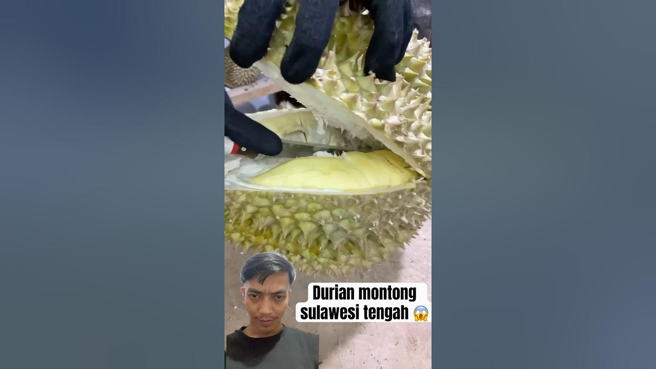 durian montong 😱 #duriansultan #durianlover #pecintadurian #durian #buah #musangking #durianenak ...