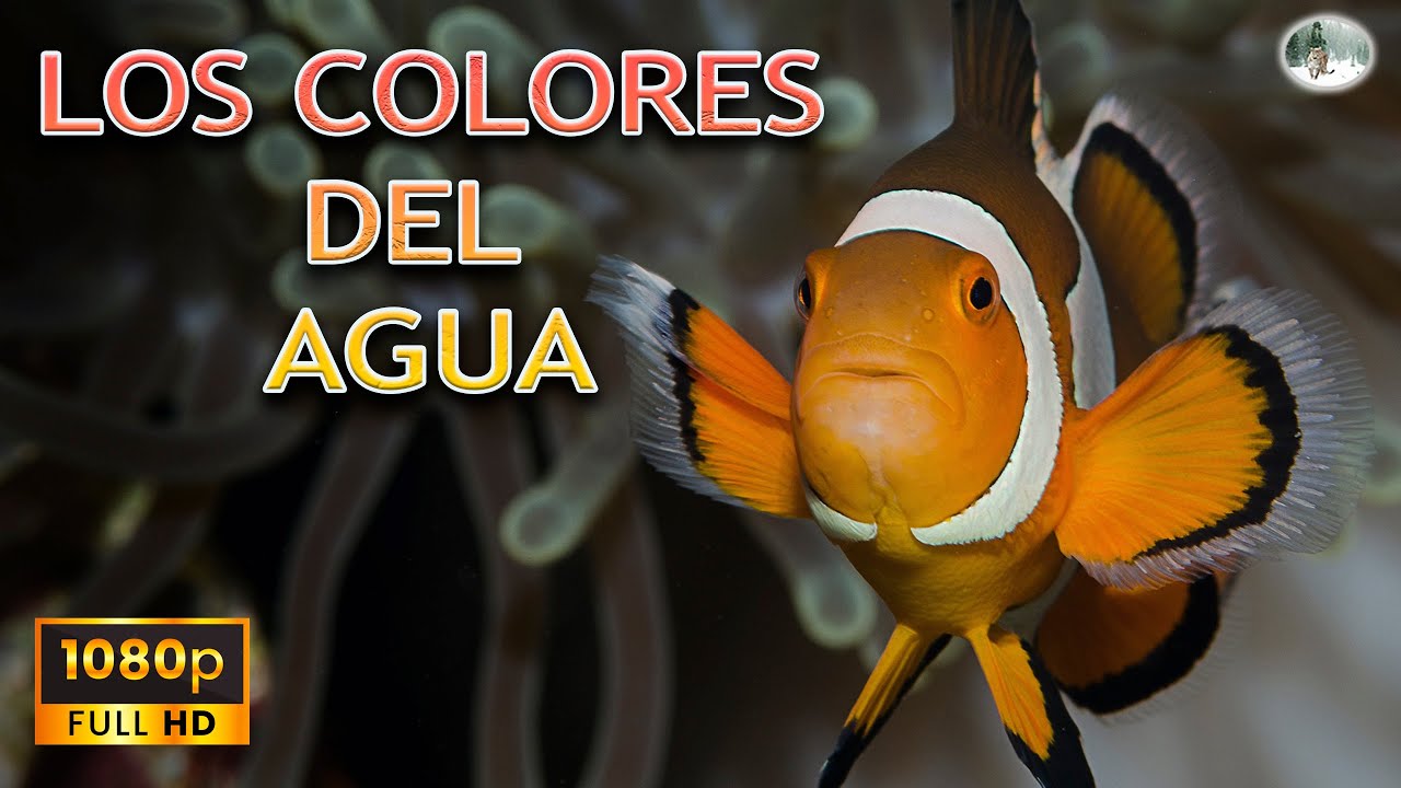 LOS COLORES DEL AGUA Documental Naturaleza HD 1080p Grandes ...